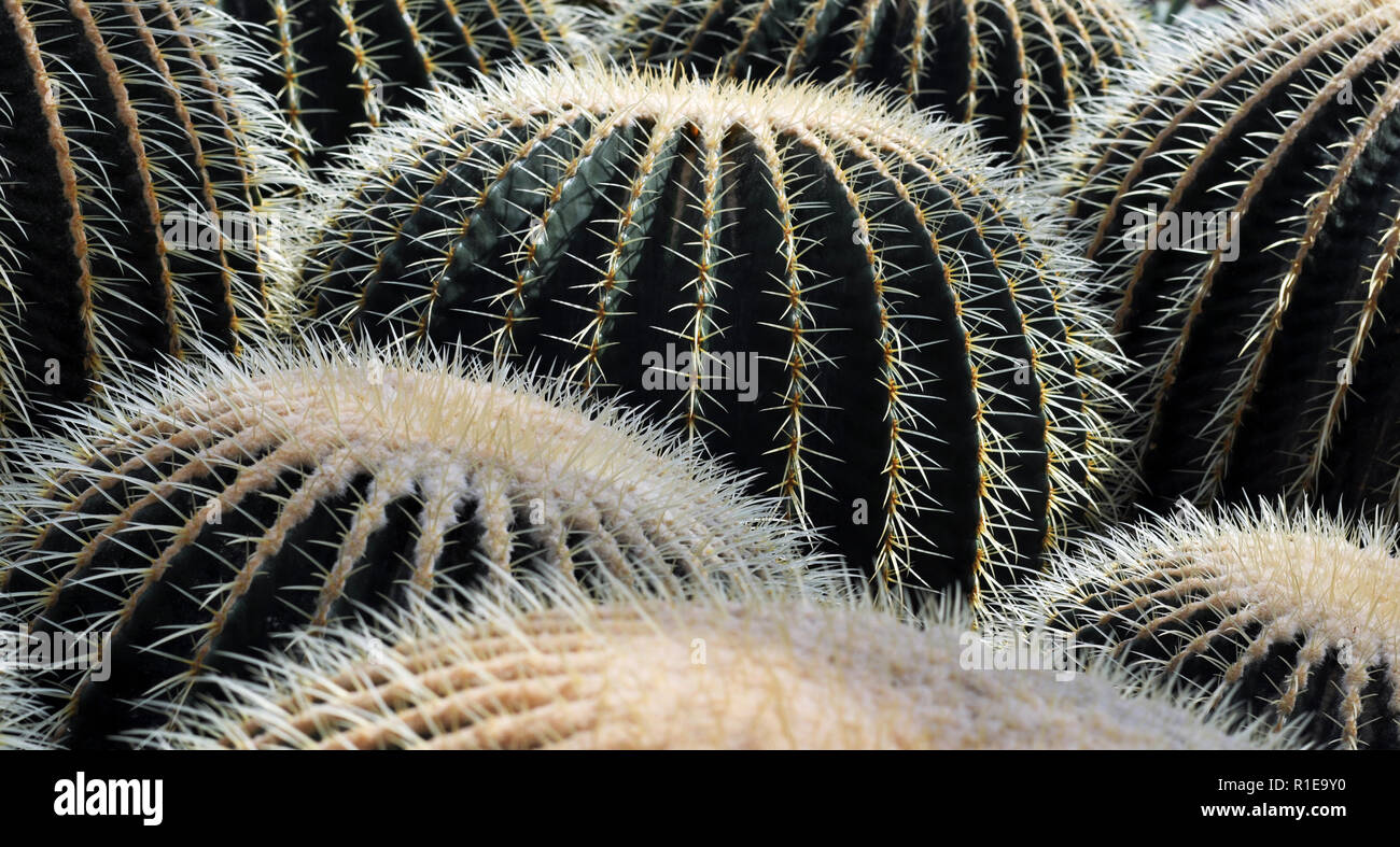 The golden barrel cactus, Echinocactus grusonii, is native to Mexico ...