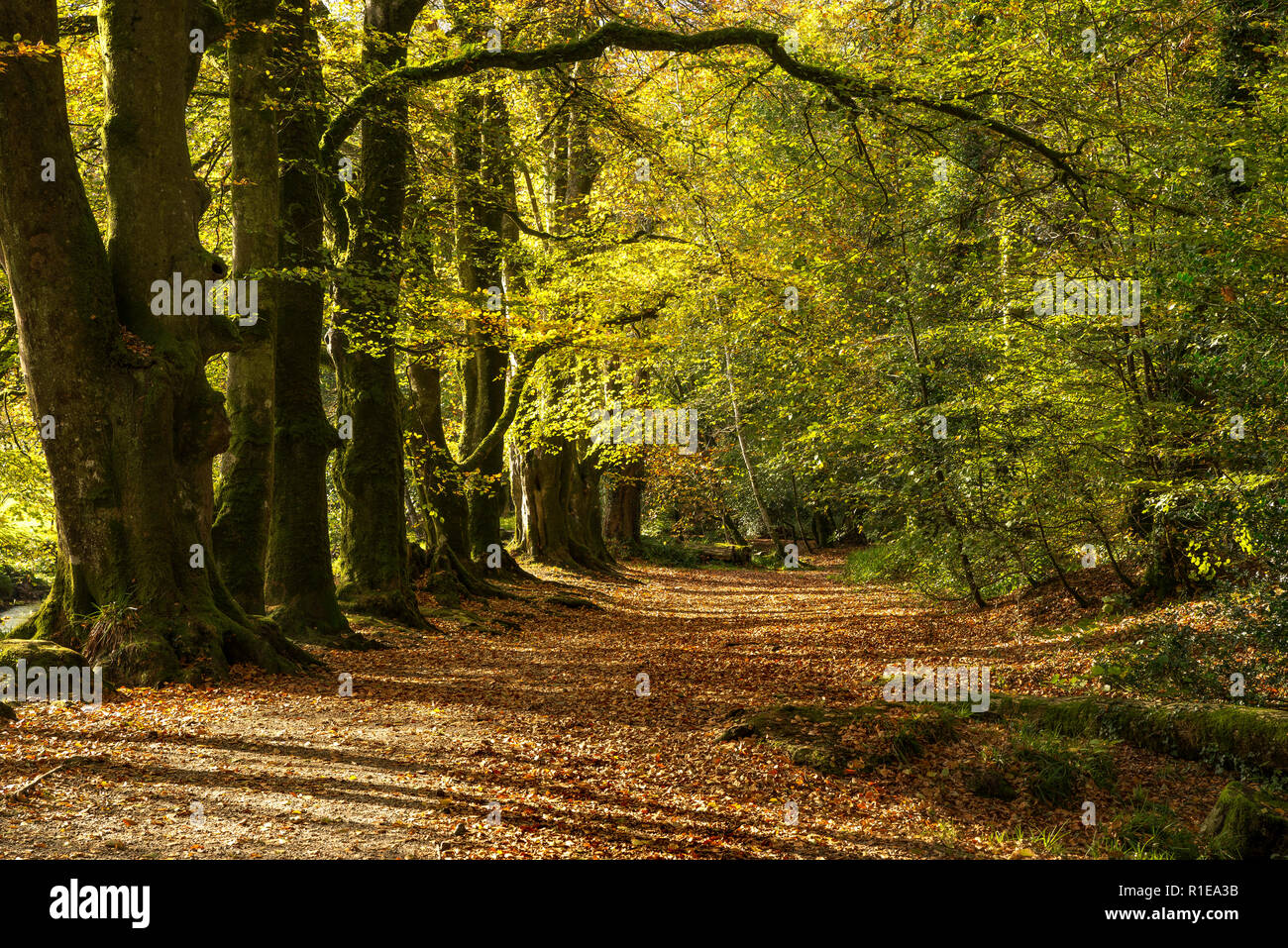 Autumn beech trees and path at Golitha Falls, Cornwall, UK Stock Photo ...