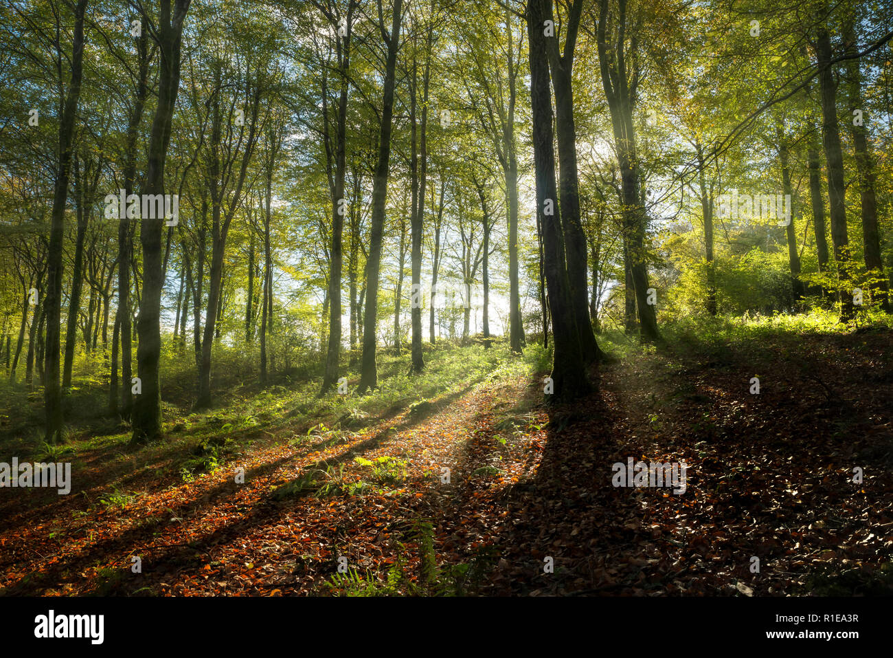 Sun light beaming through trees hi-res stock photography and images - Alamy