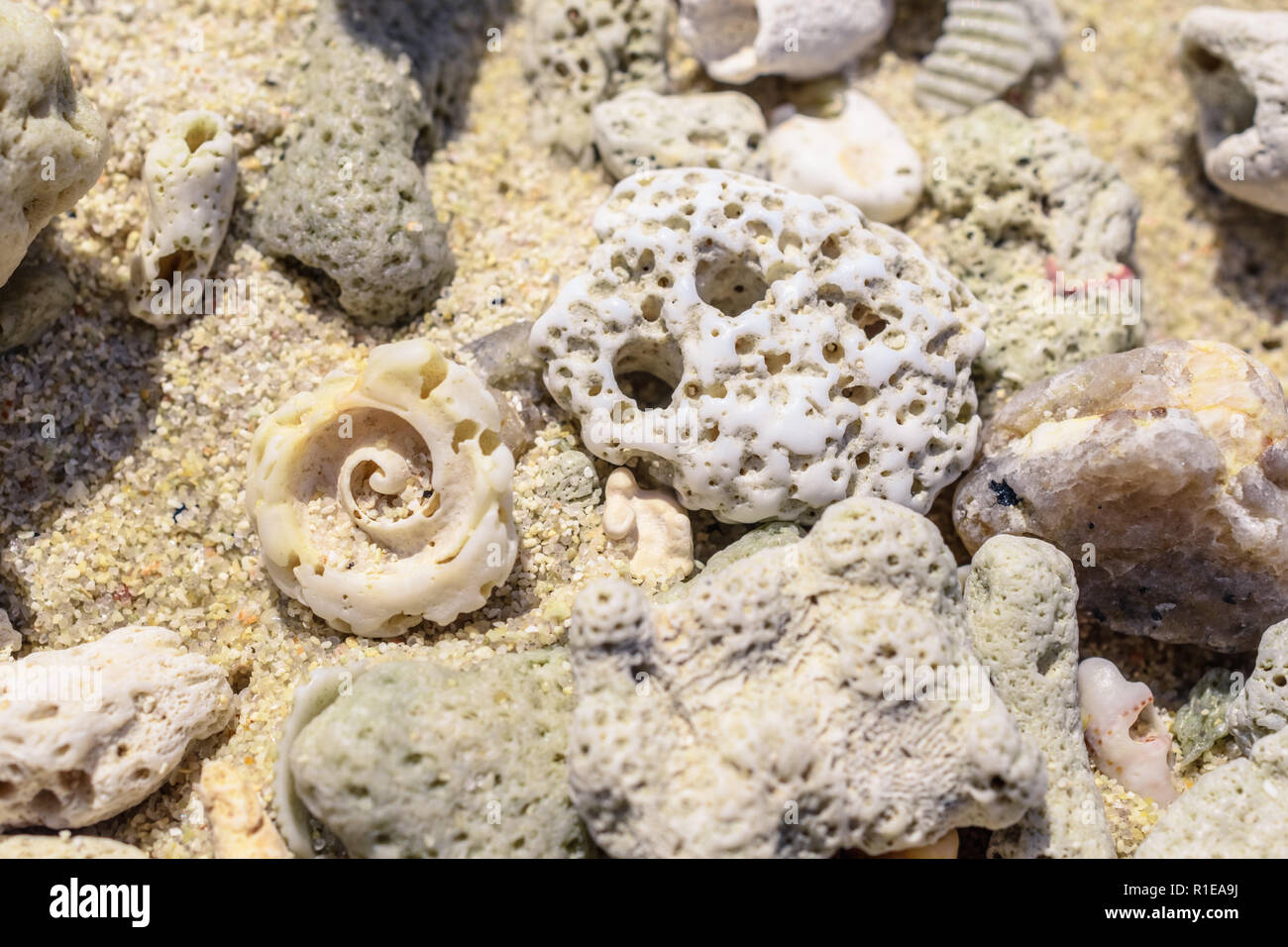 Coral shells from the sea are hi-res stock photography and images - Alamy