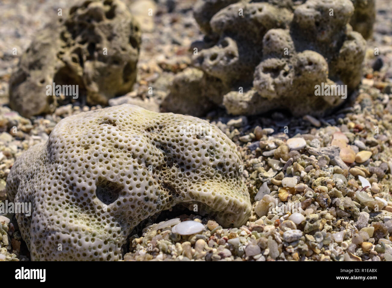 Coral shells from the sea are hi-res stock photography and images - Alamy