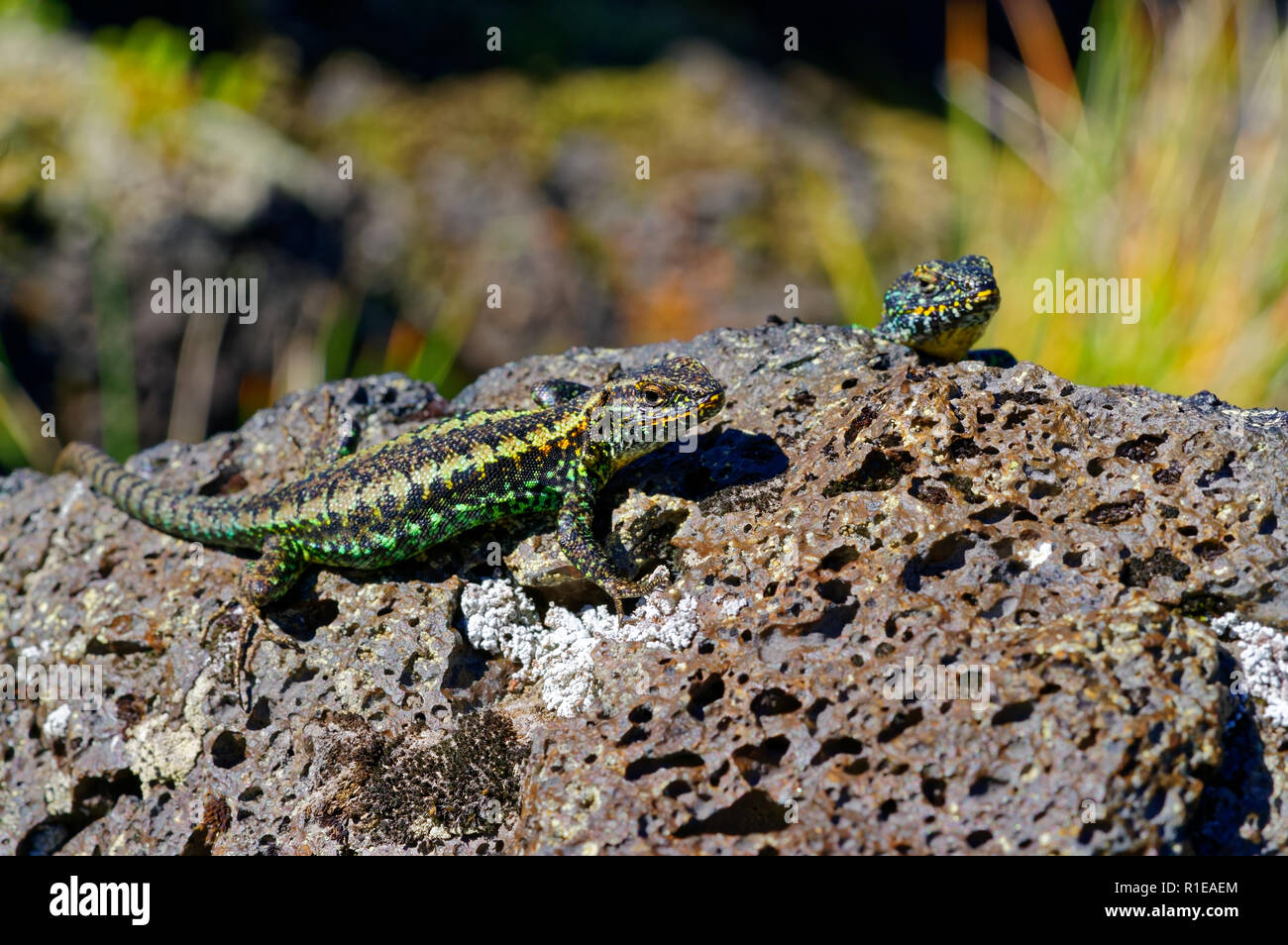 Lizard on a volcanic rock, on the heights of the Antillanca Volcano ...