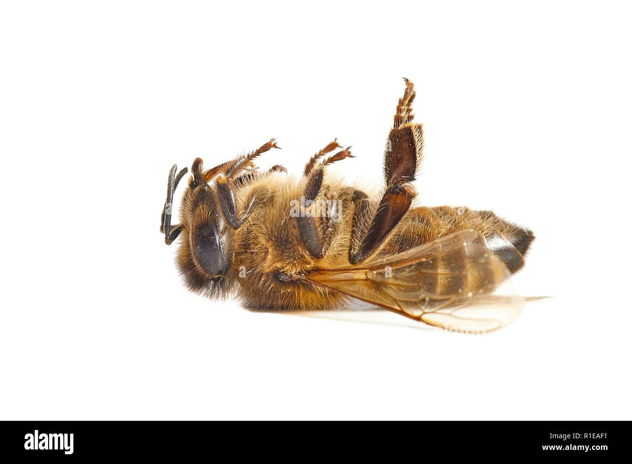 Bee on white background Stock Photo - Alamy