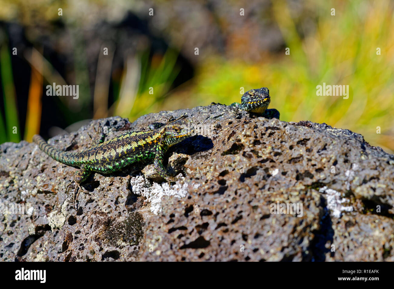 Lizard on a volcanic rock, on the heights of the Antillanca Volcano ...