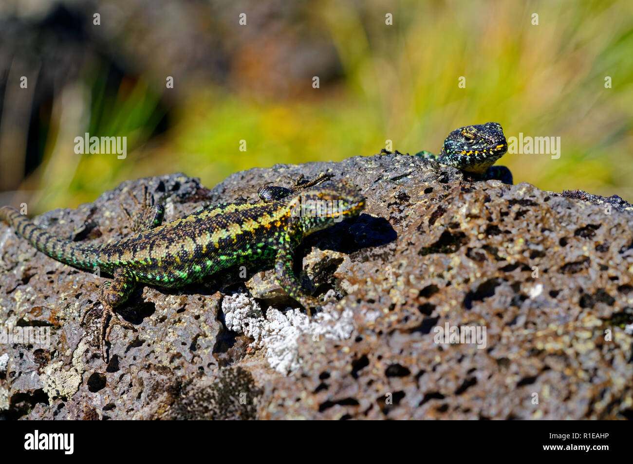 Lizard on a volcanic rock, on the heights of the Antillanca Volcano ...