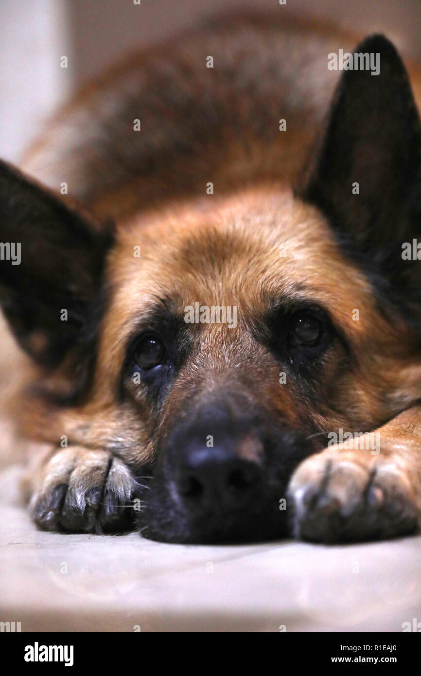 German shepherd face hi-res stock photography and images - Alamy