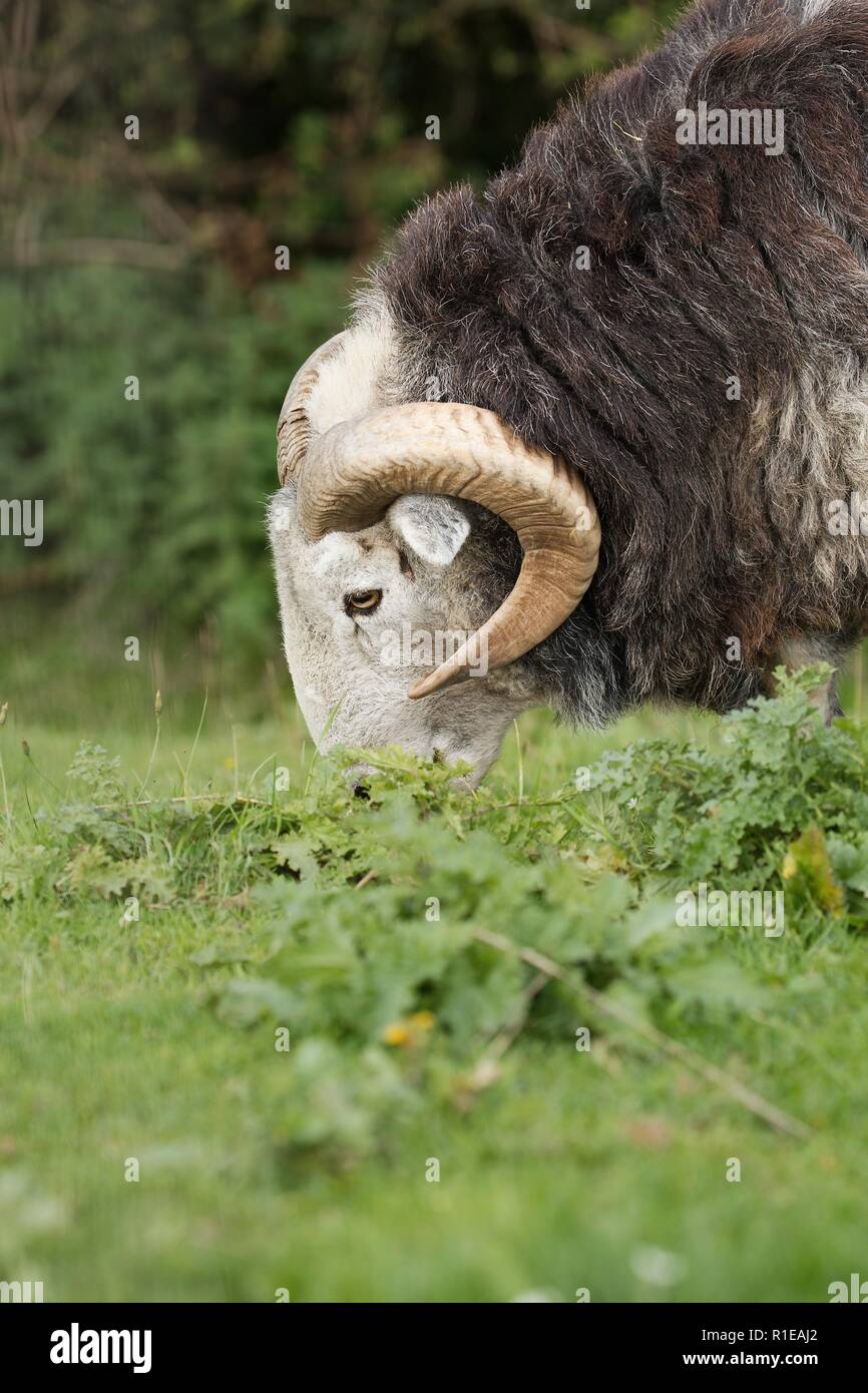 Tup ram male hi-res stock photography and images - Alamy