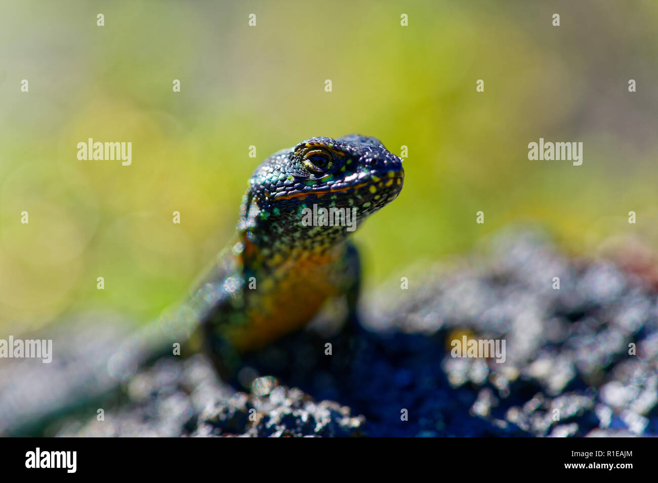 Photograph of a lizard coming out of his cave in volcanic rocks ...