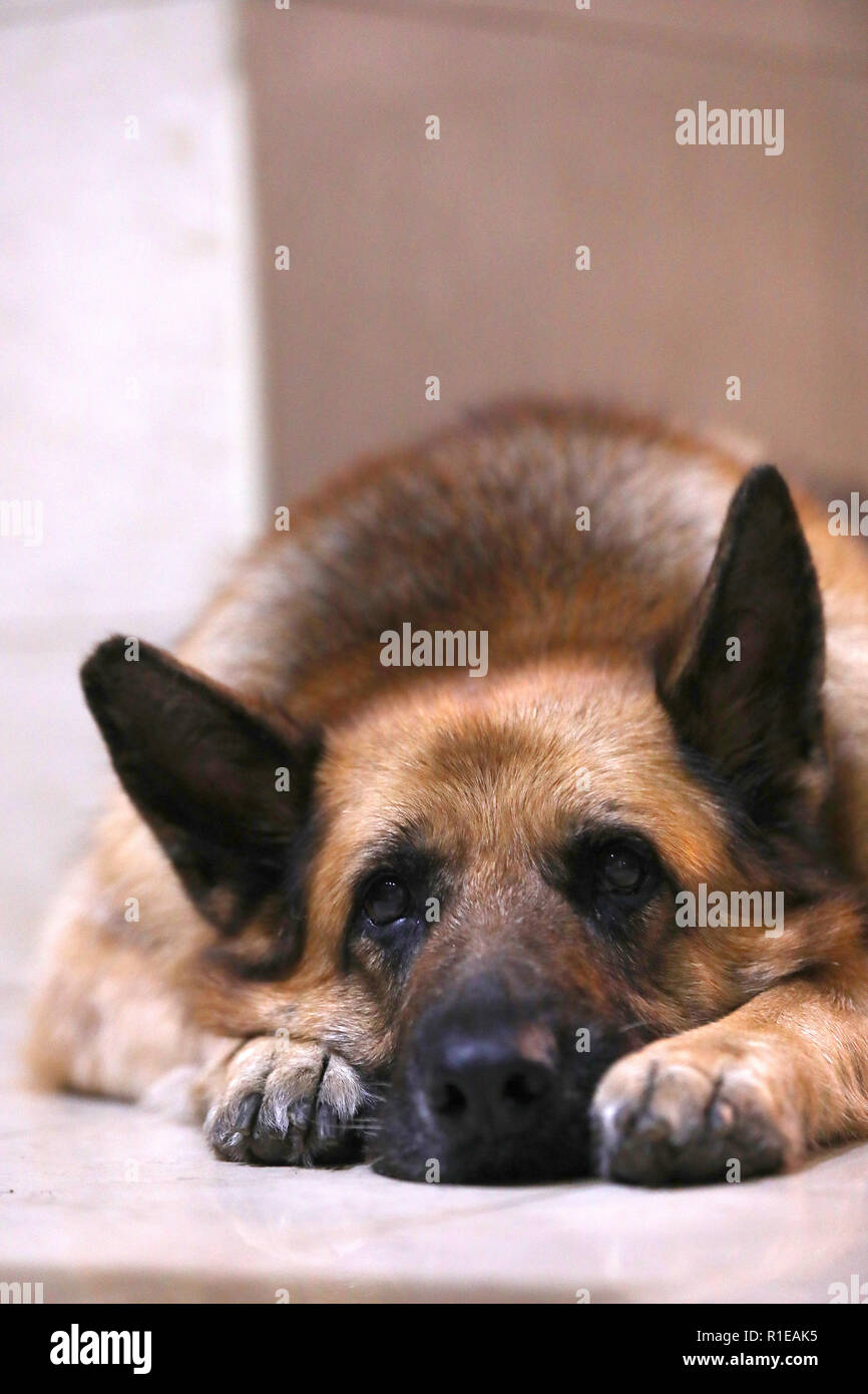 German shepherd face hi-res stock photography and images - Alamy
