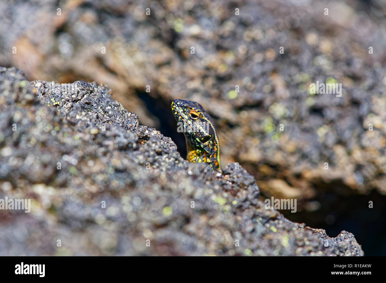 Photograph of a lizard coming out of his cave in volcanic rocks ...