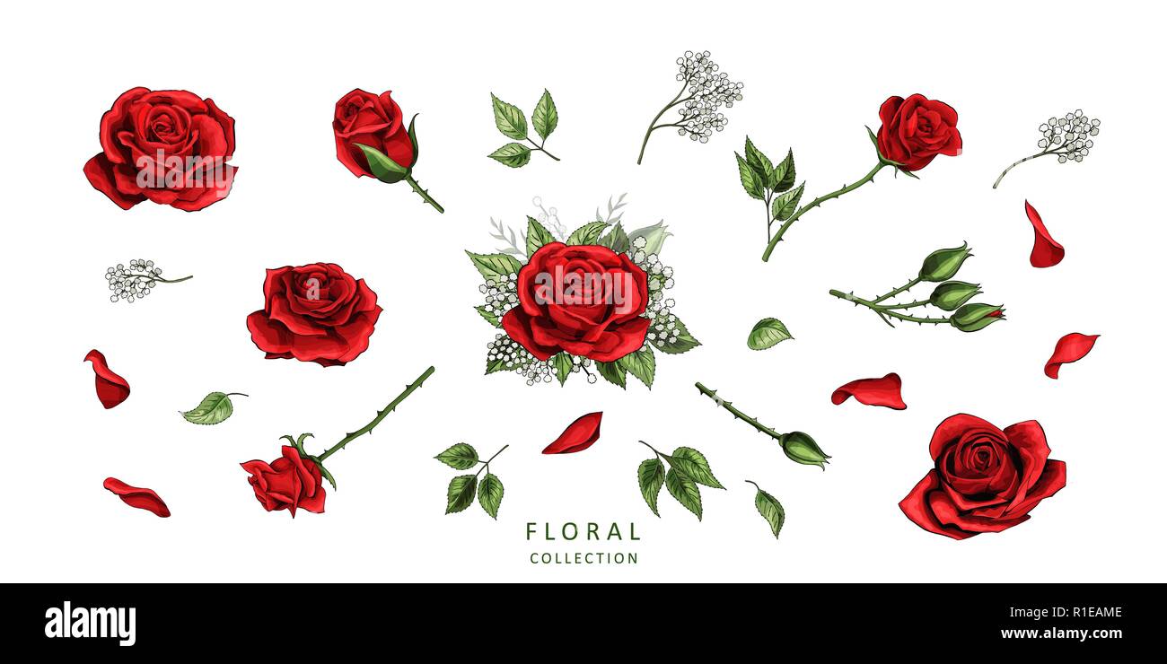 Red roses hand drawn illustration elements colored set Stock Vector ...