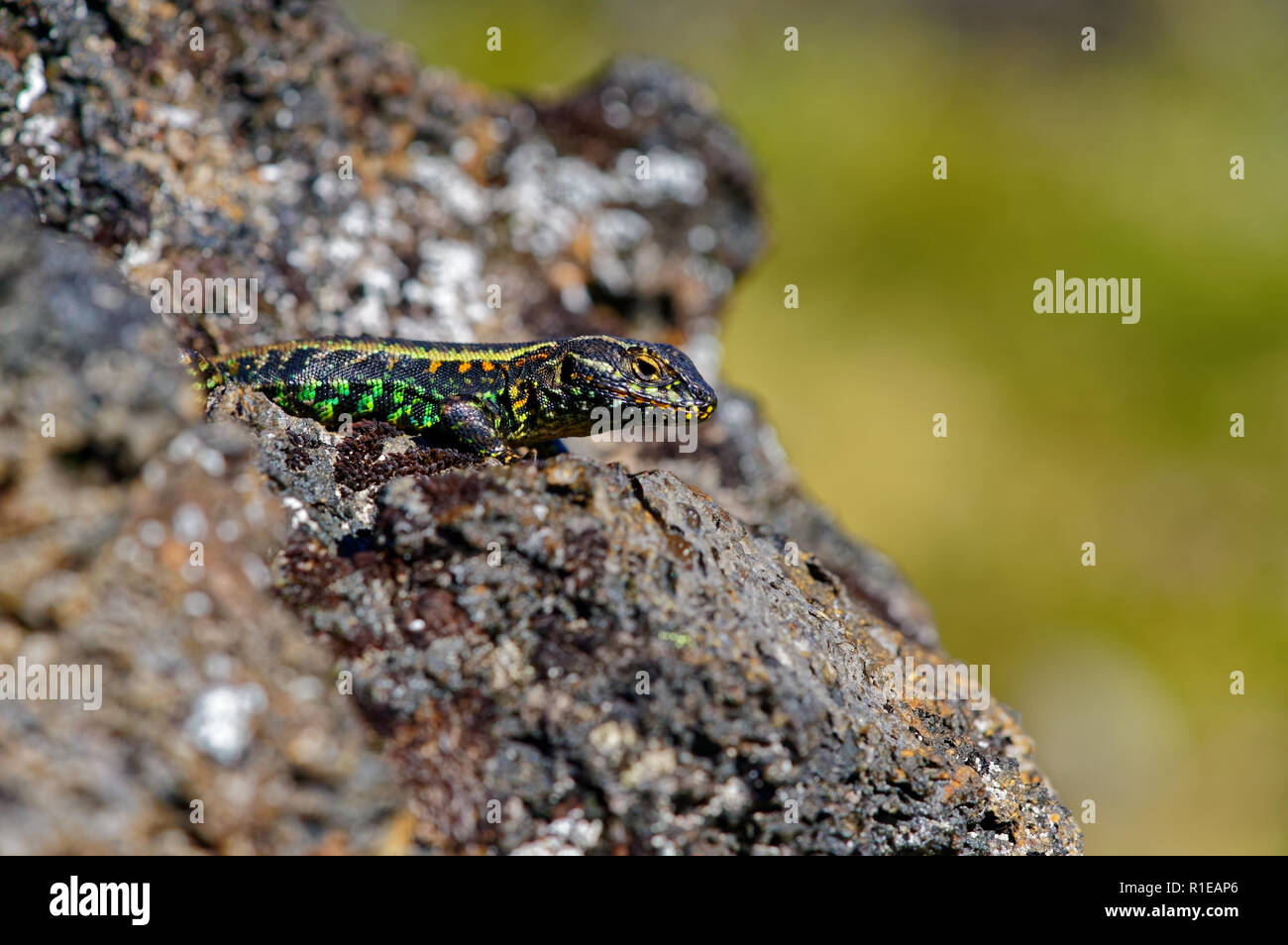Lizard on a volcanic rock, on the heights of the Antillanca Volcano ...