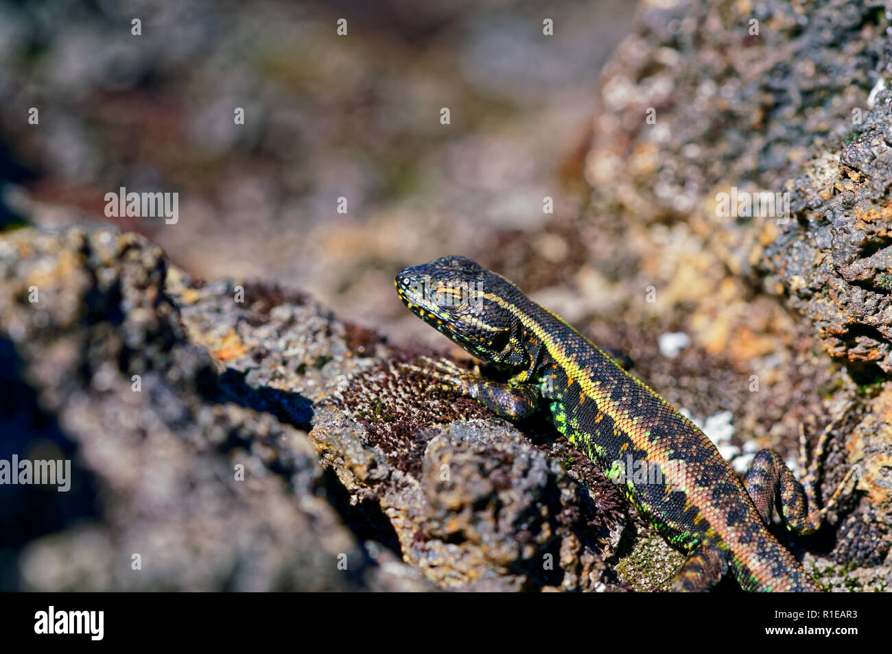 Lizard on a volcanic rock, on the heights of the Antillanca Volcano ...