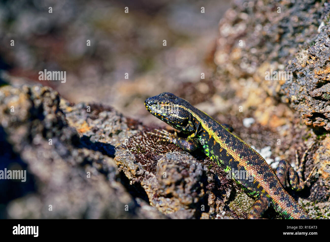 Lizard on a volcanic rock, on the heights of the Antillanca Volcano ...