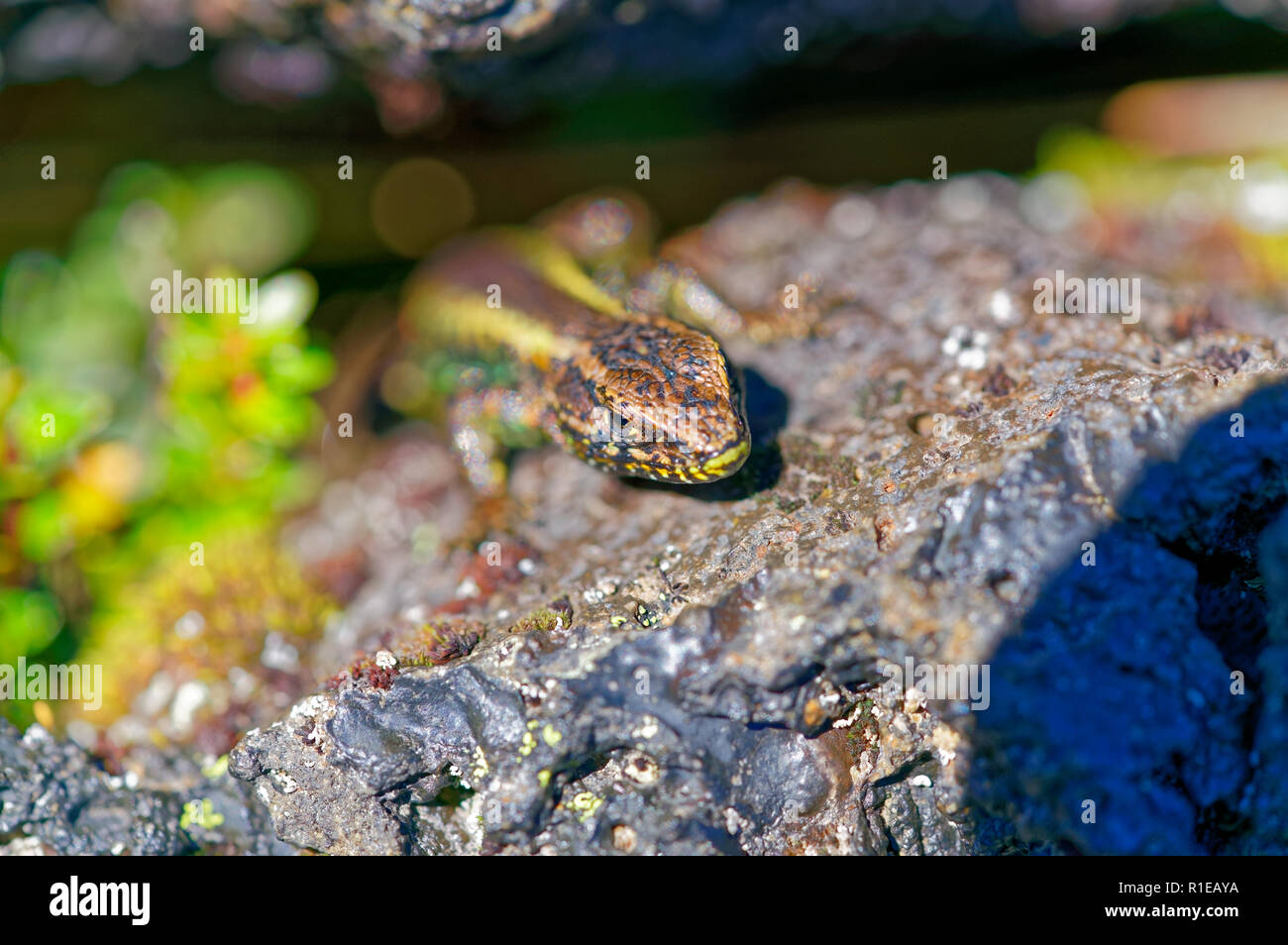 Photograph of a lizard coming out of his cave in volcanic rocks ...