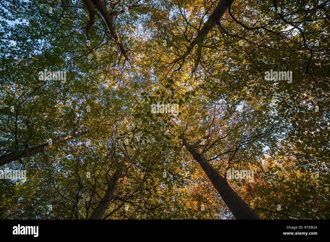 Autumn Beauty.Looking skywards through beautiful trees with autumn ...