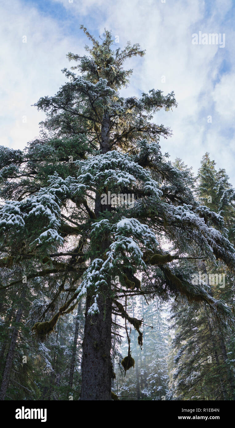 Giant old-growth spruce tree dusted with snow in winter in Southeast ...