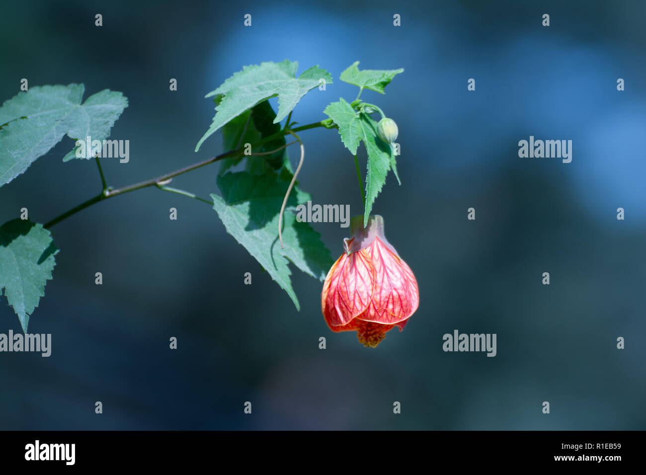 Beautiful single red hanging flower branch Stock Photo - Alamy