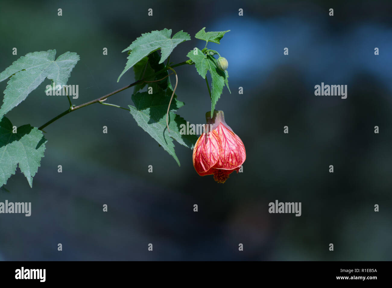 Beautiful single red hanging flower branch Stock Photo - Alamy