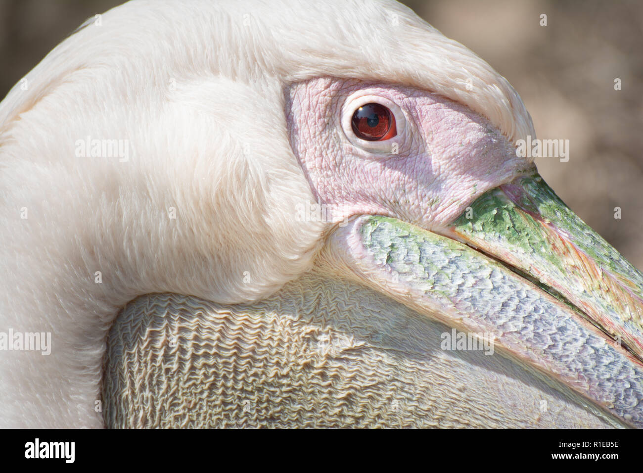 Closeup side view of beautiful red eye white pelican Stock Photo - Alamy