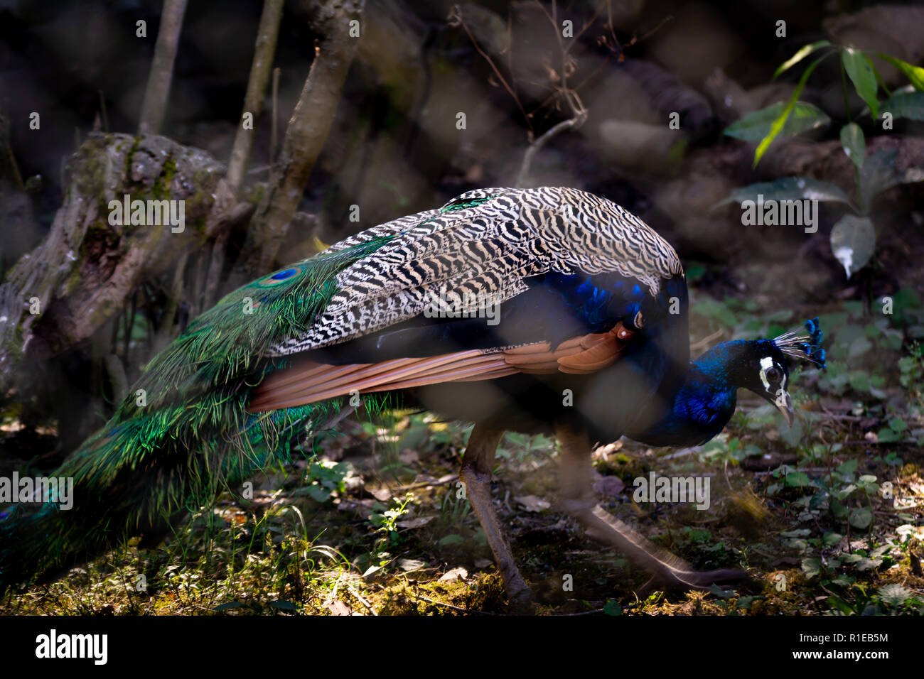 Closeup Beautiful colorful pretty peacock from back side Stock Photo ...