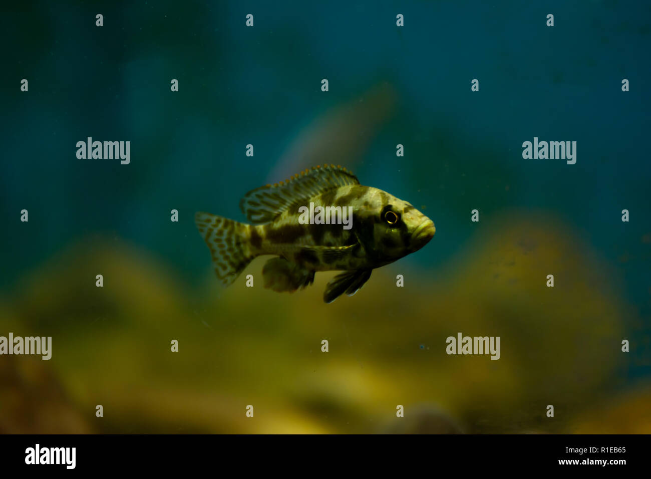 Leopard fish hi-res stock photography and images - Alamy