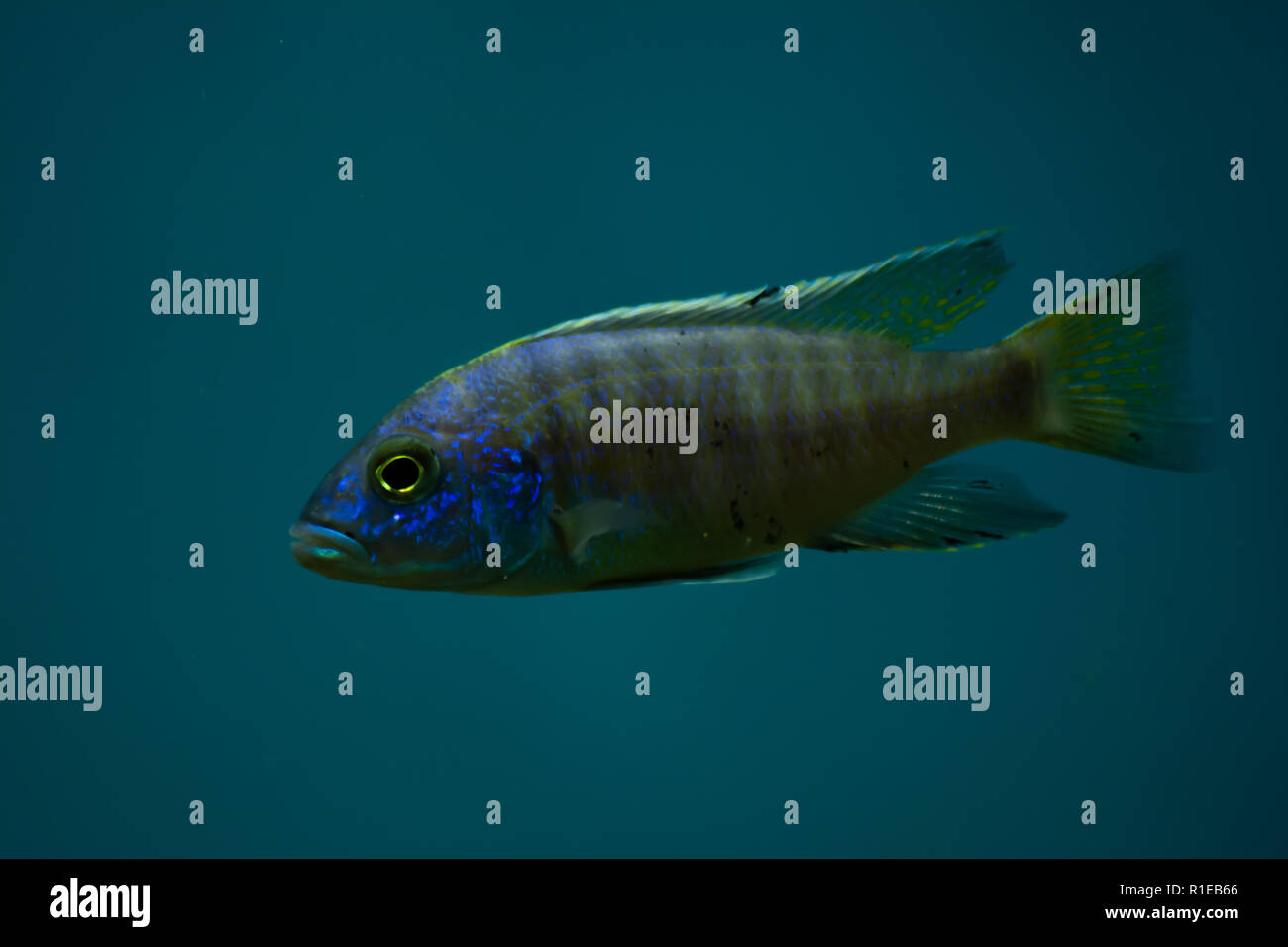 Blue spotted puffer fish hi-res stock photography and images - Alamy