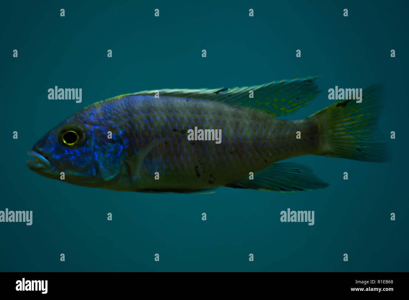 Cute small aquarium blue shining blue light fish Stock Photo - Alamy