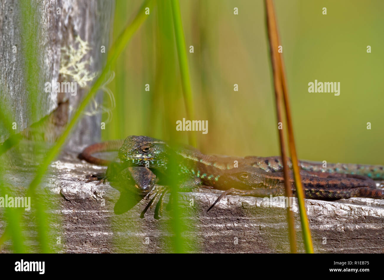 alpha male lizard taking a sunbath with females Stock Photo - Alamy