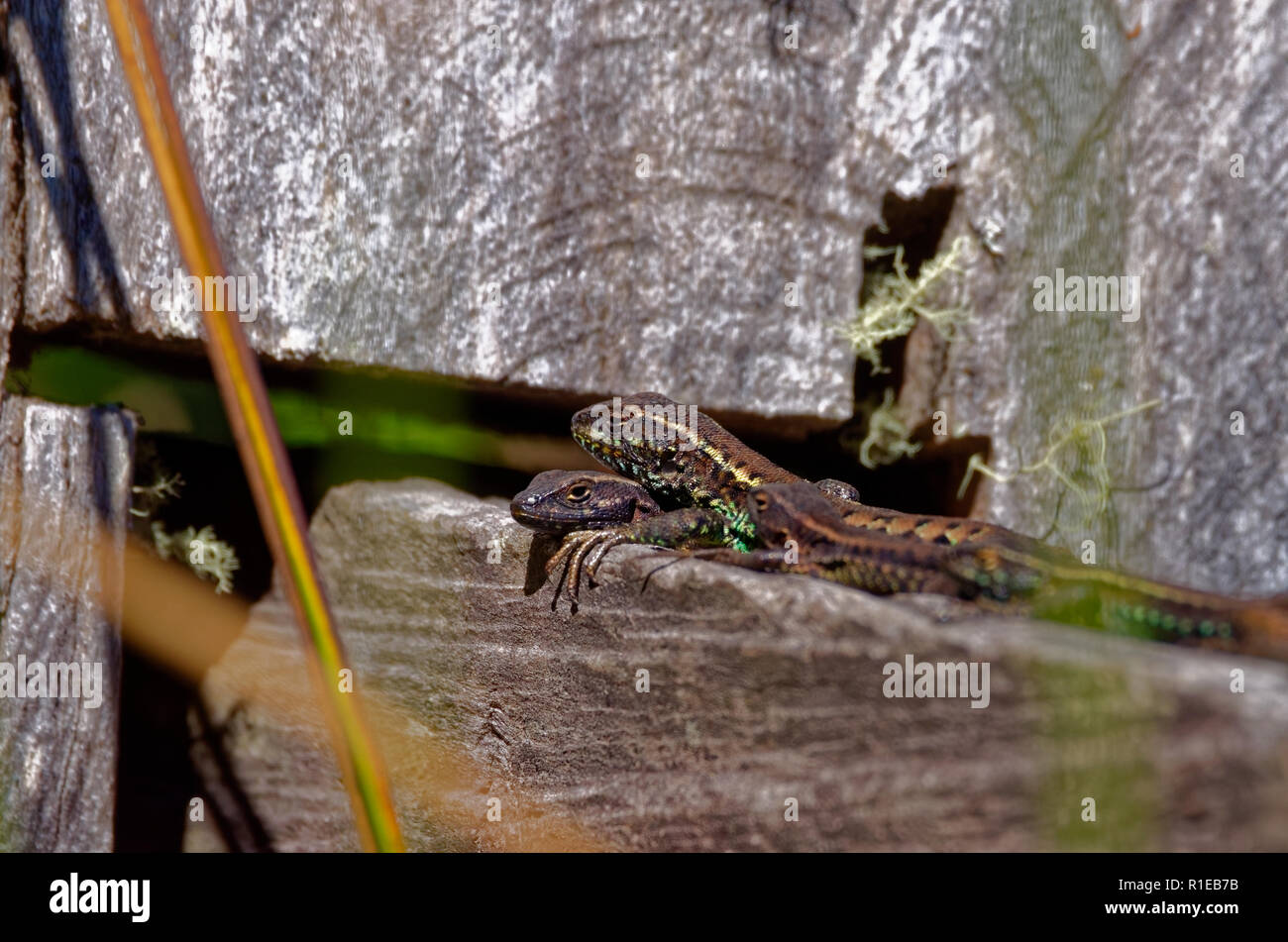 alpha male lizard taking a sunbath with females Stock Photo - Alamy