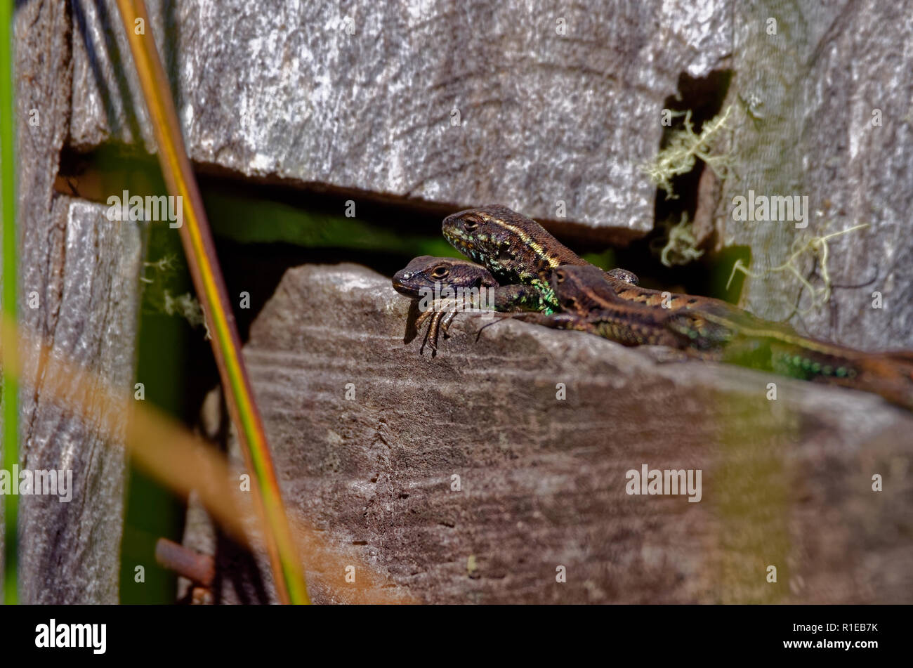 alpha male lizard taking a sunbath with females Stock Photo - Alamy