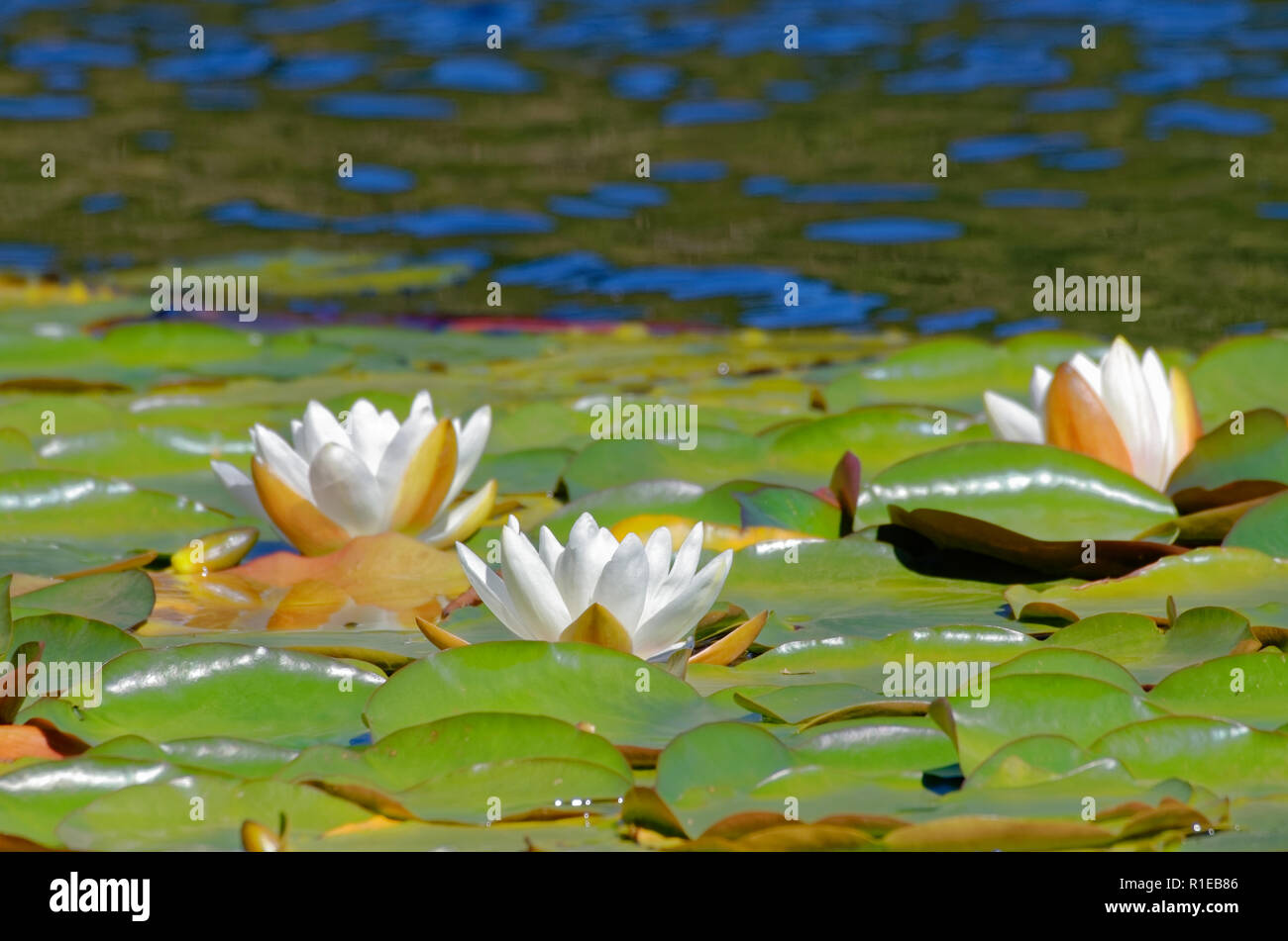 Wild lotus flowers, growing in lagoon Stock Photo - Alamy