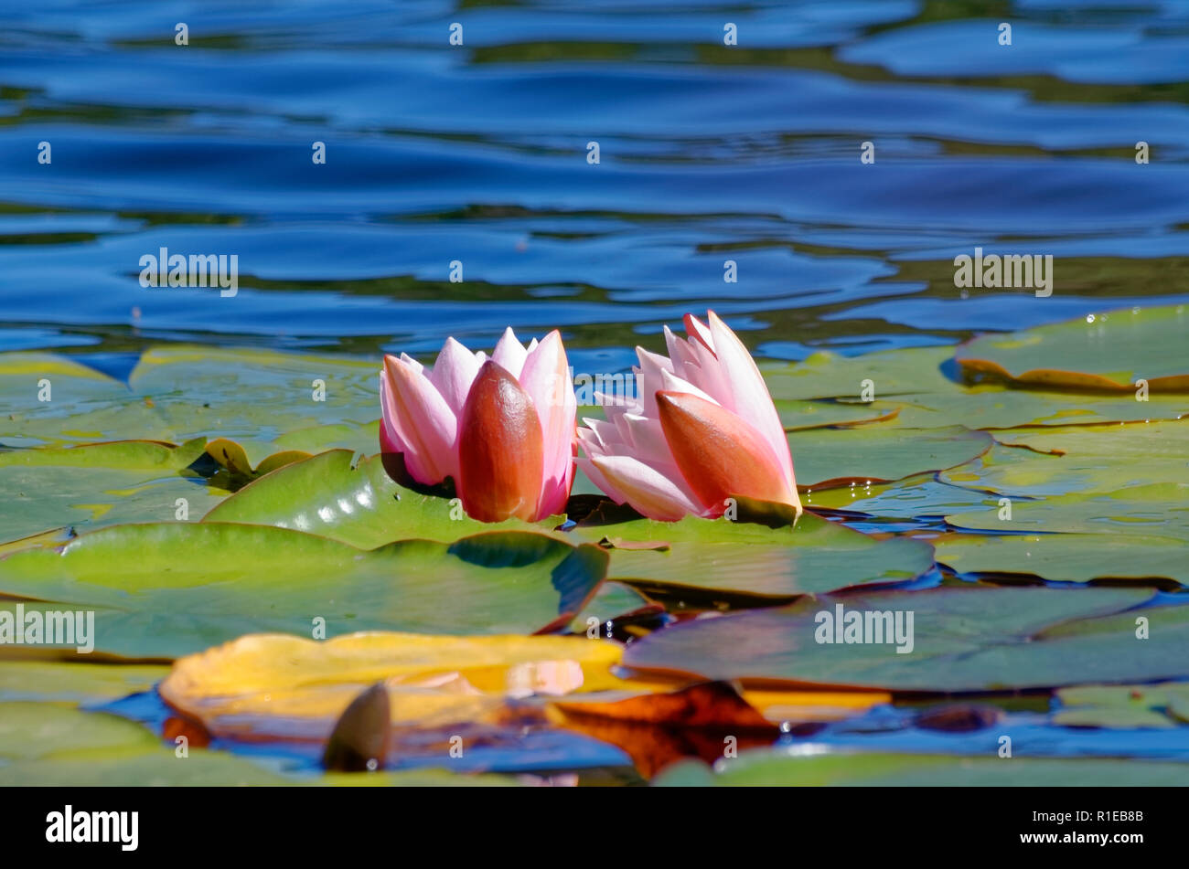 Wild lotus flowers, growing in lagoon Stock Photo - Alamy