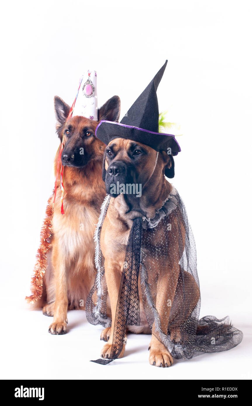Two big dogs cane corso and german shepherd on white background in ...