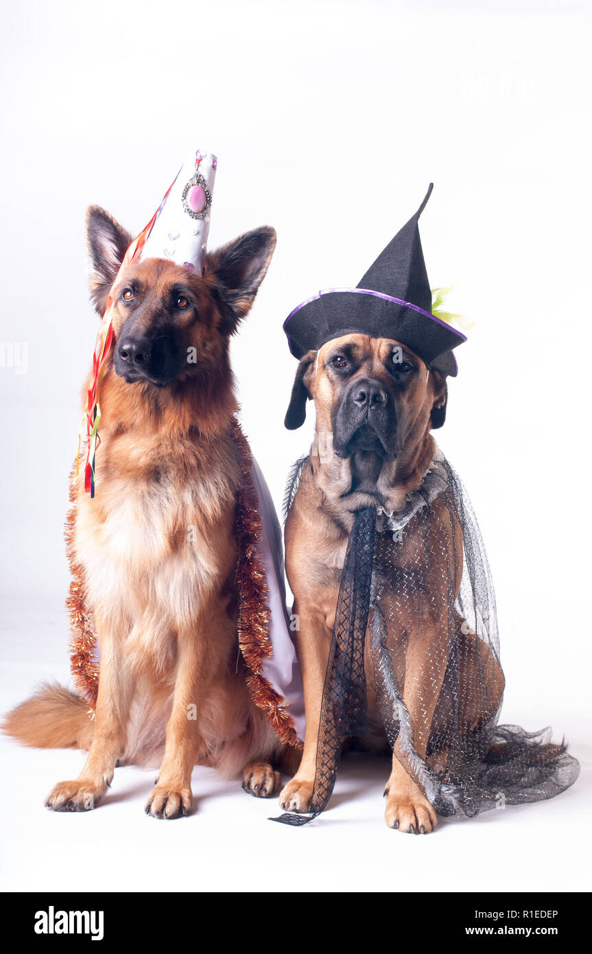 Two big dogs cane corso and german shepherd on white background in ...