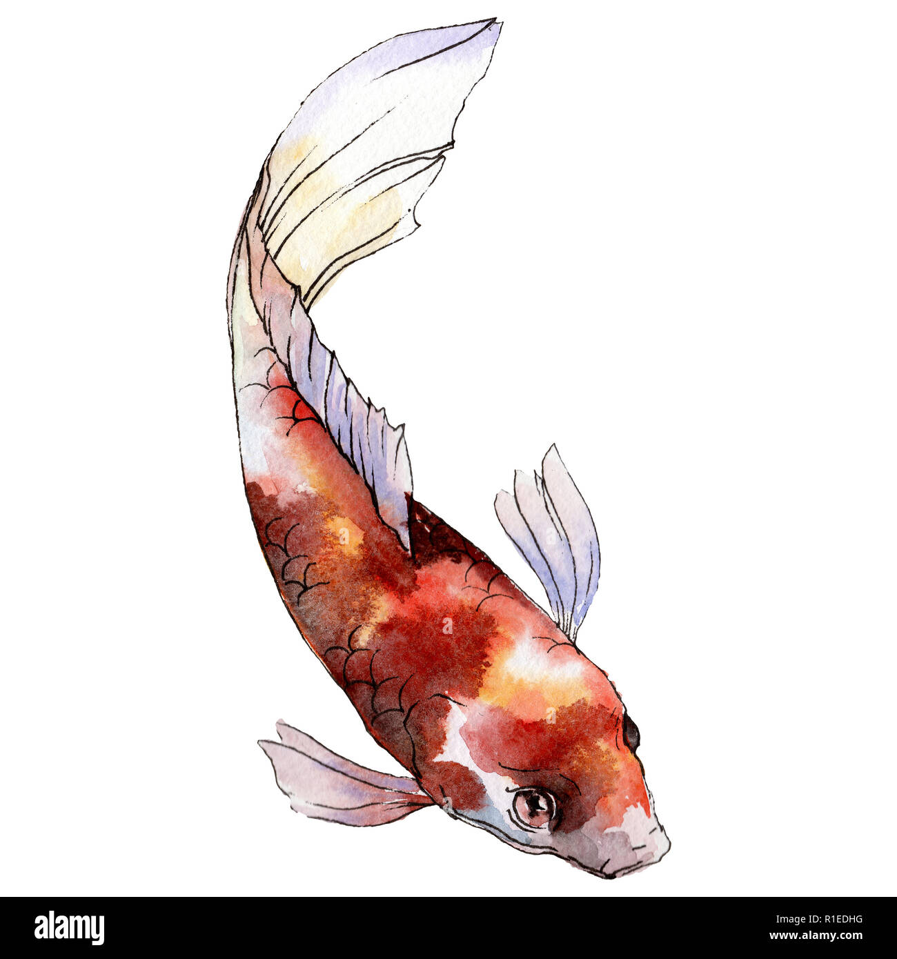 Isolated goldfish illustration element. Watercolor set. Aquarelle ...
