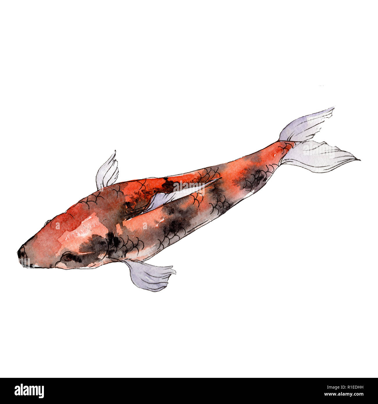 Isolated goldfish illustration element. Watercolor set. Aquarelle ...