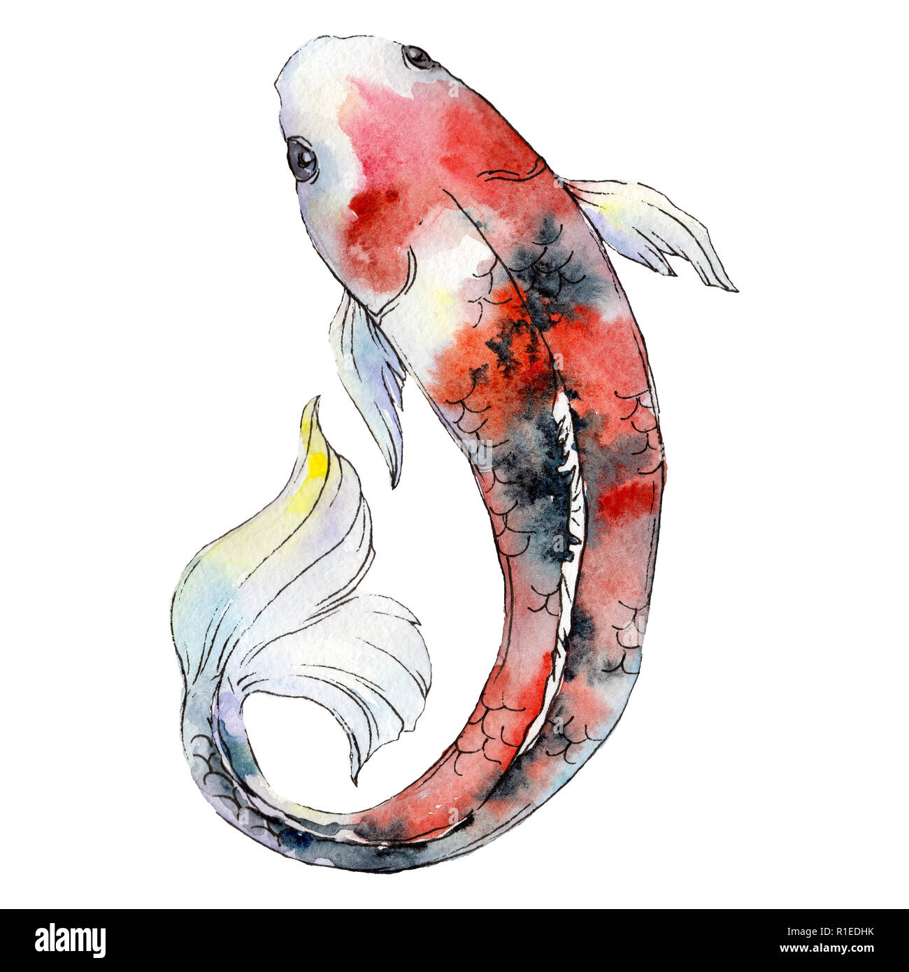 Isolated goldfish illustration element. Watercolor set. Aquarelle ...