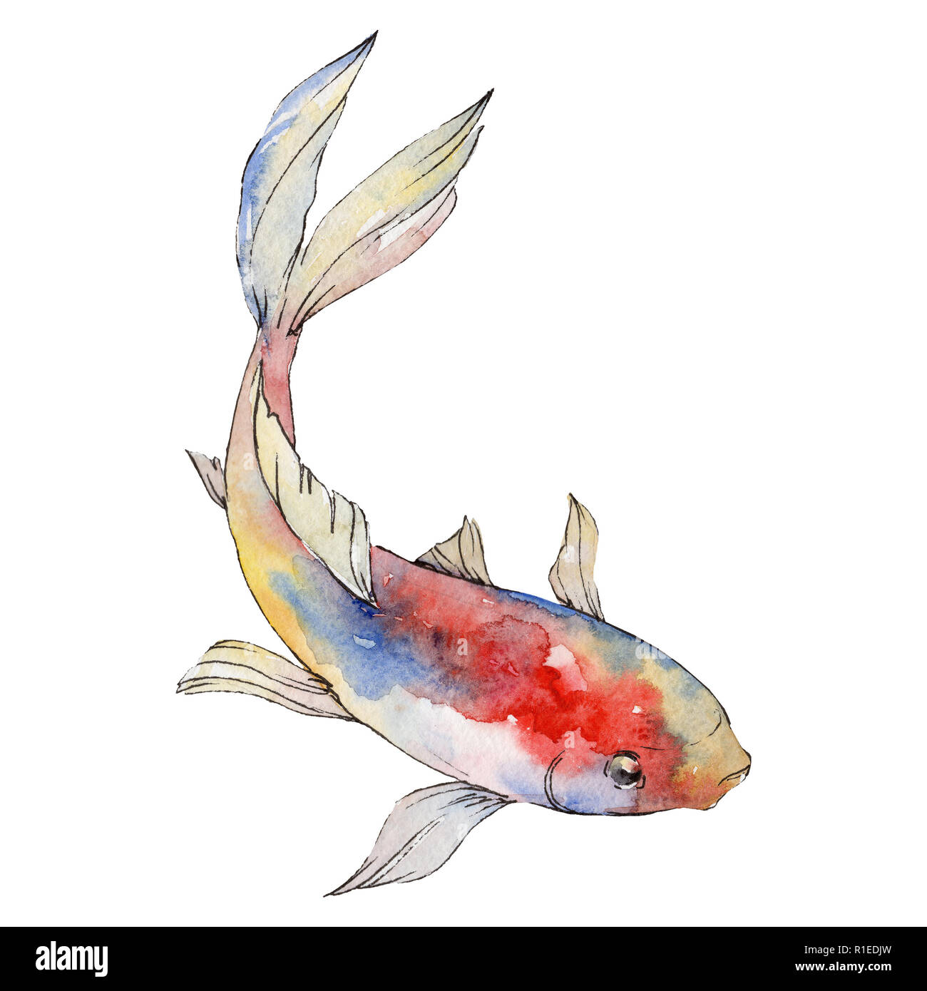 Isolated goldfish illustration element. Watercolor set. Aquarelle ...