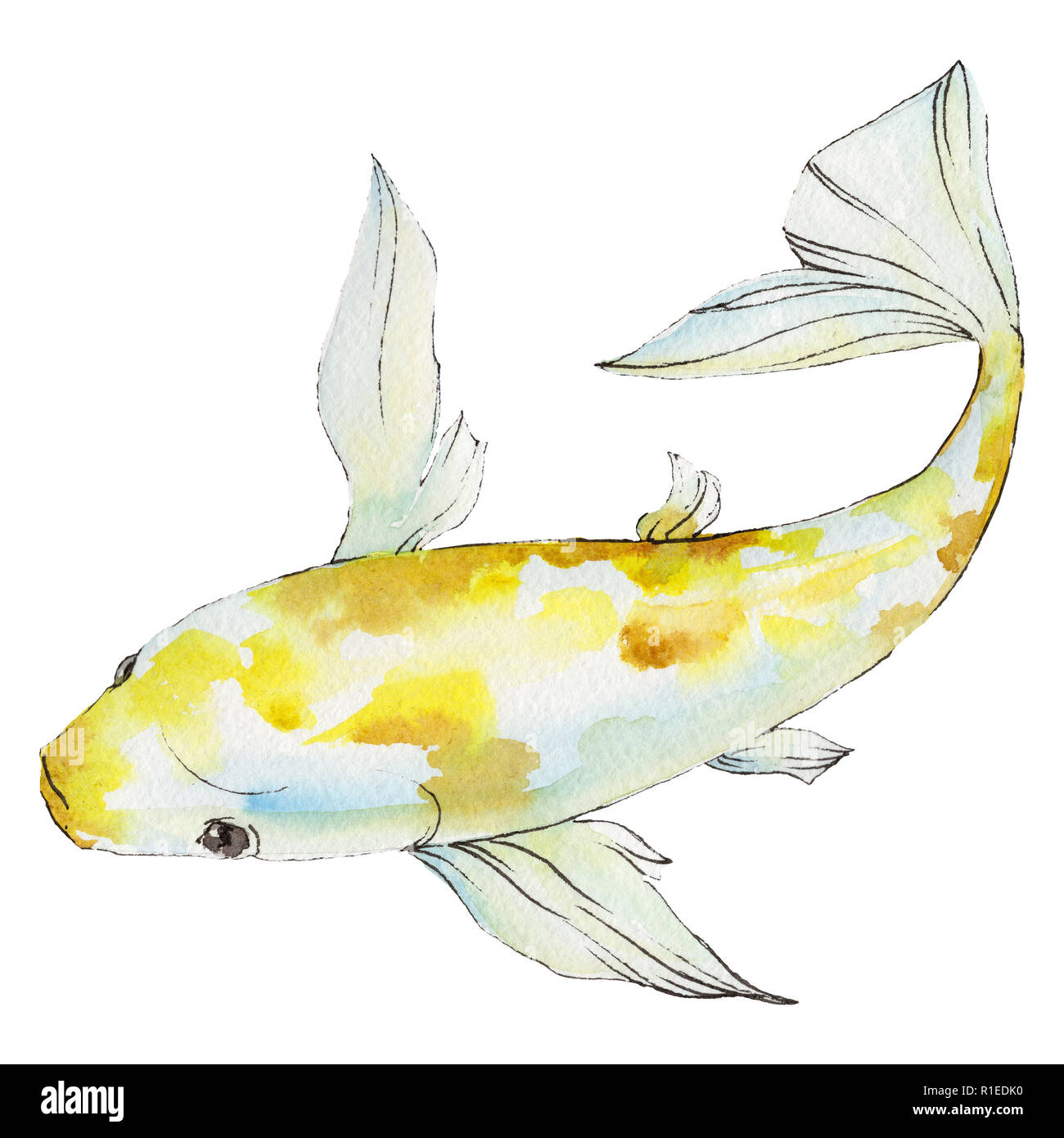 Isolated goldfish illustration element. Watercolor set. Aquarelle ...