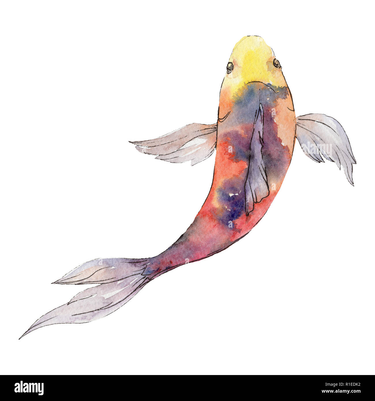 Isolated goldfish illustration element. Watercolor set. Aquarelle ...