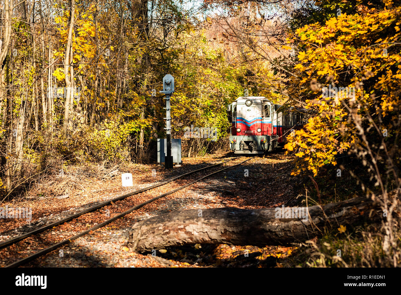 Railroad tracks in the forest between trees on autumn with yellow ...