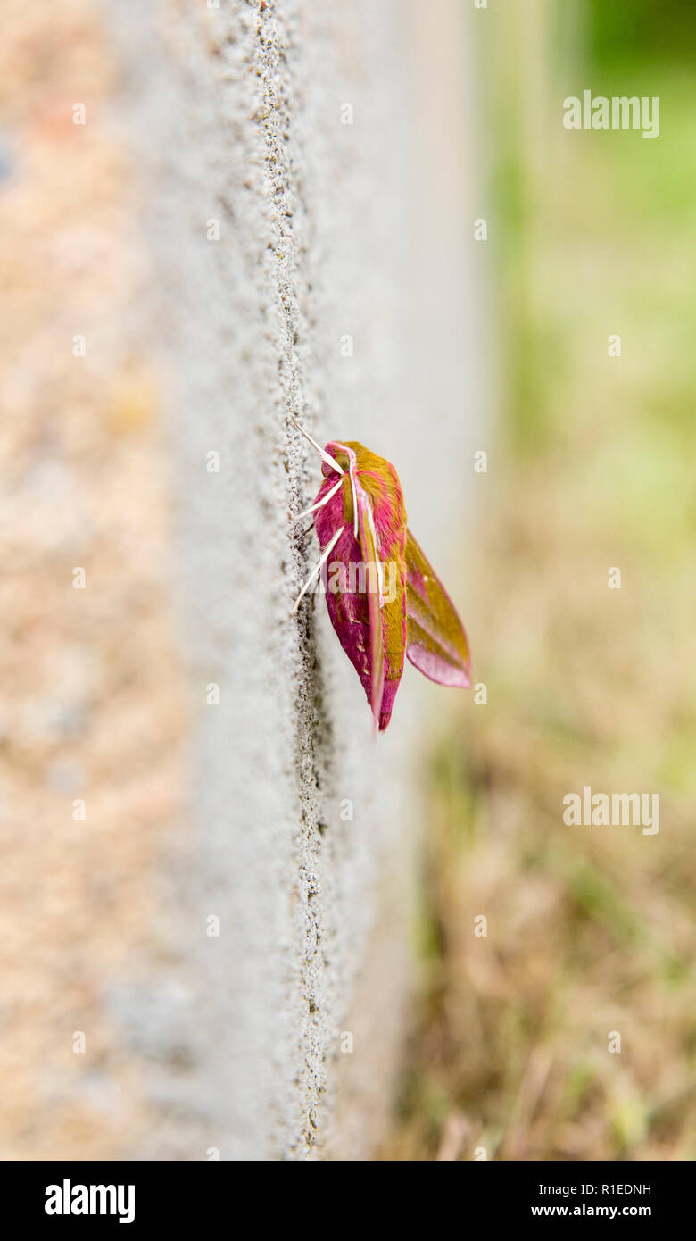 Moth bug insect hi-res stock photography and images - Alamy