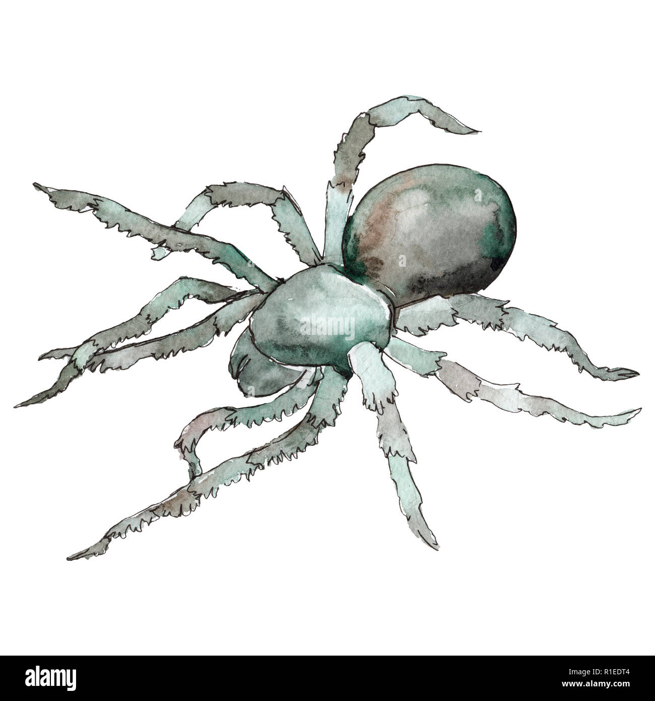 Grey tarantula hi-res stock photography and images - Alamy