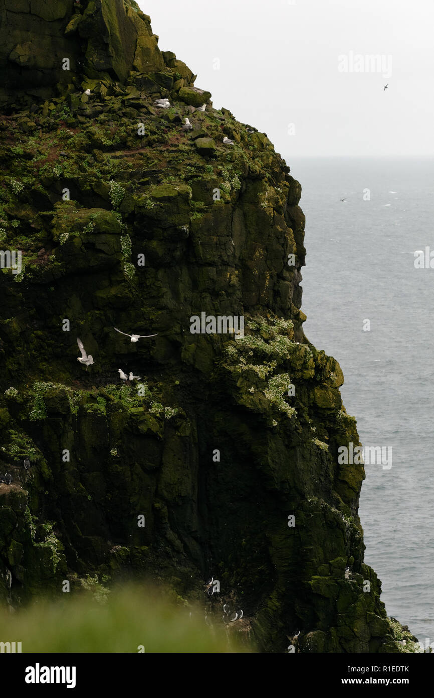 Látrabjarg seabird cliff in the Westfjords of Iceland - the largest ...