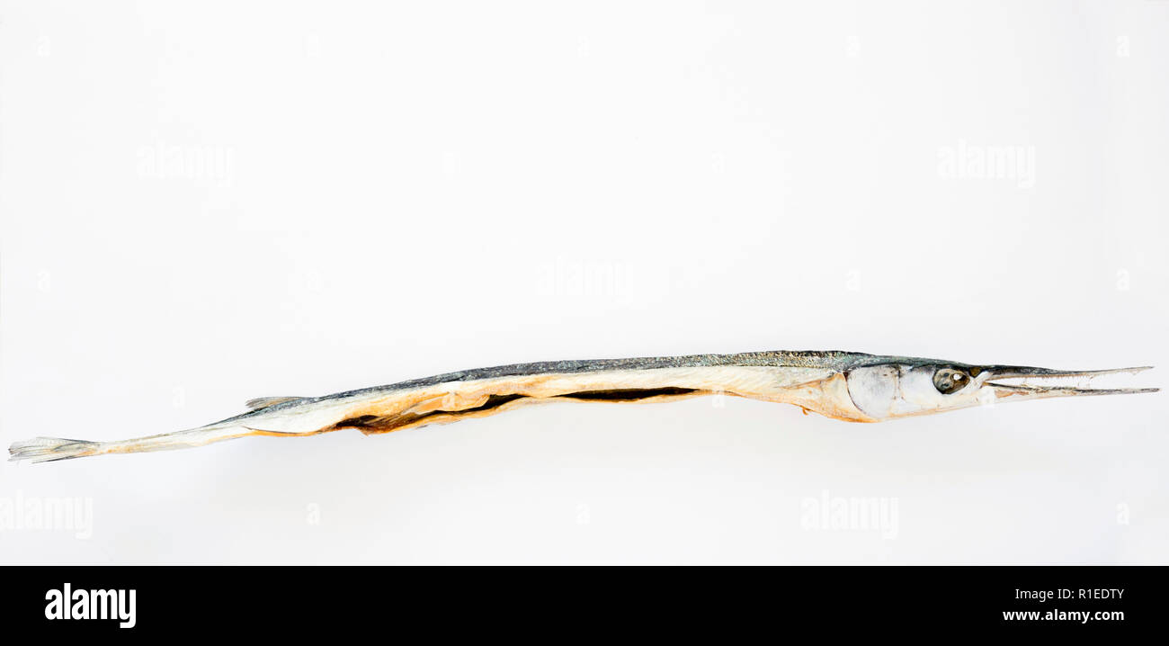 Crocodile Needlefish Attacks