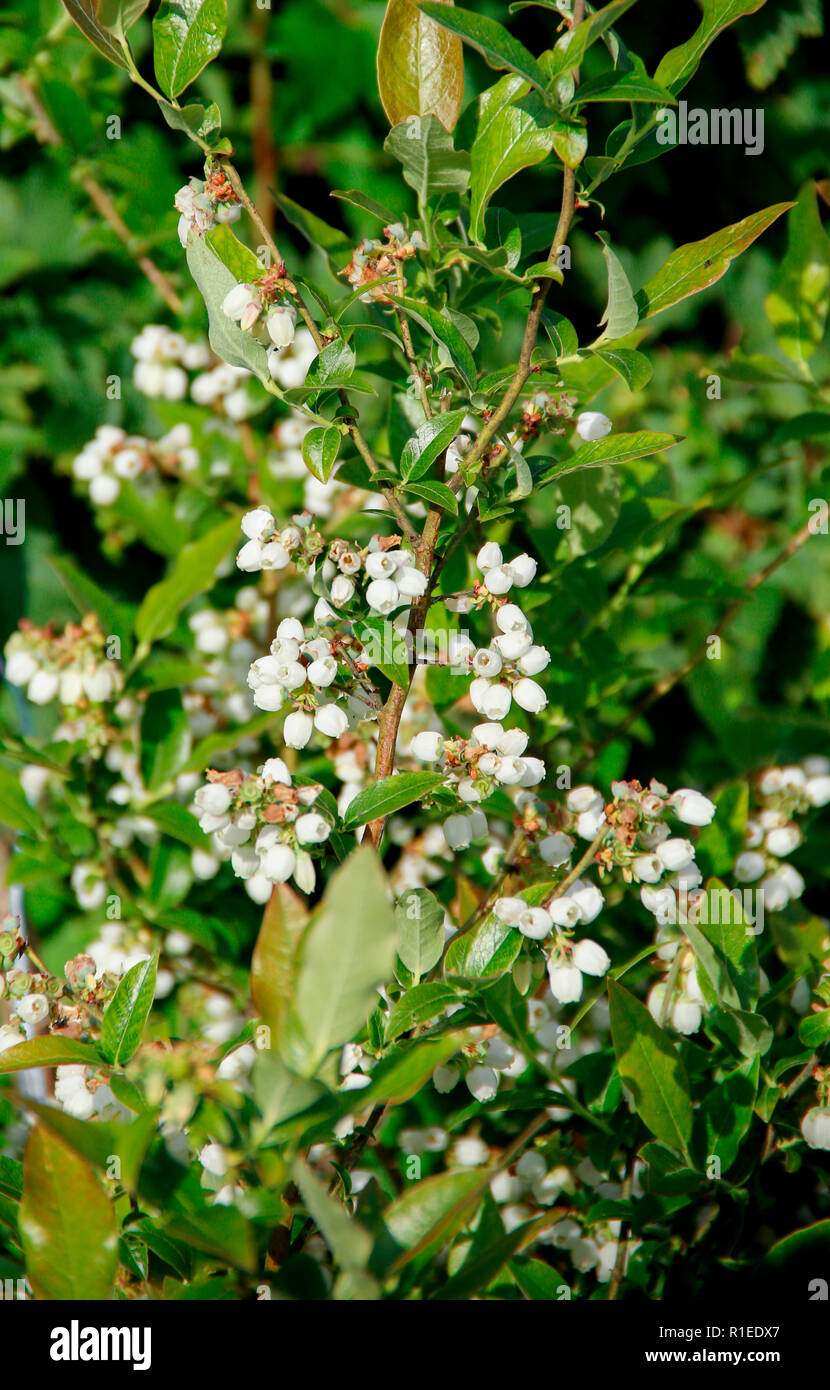 The beautiful blossoming garden hi-res stock photography and images - Alamy