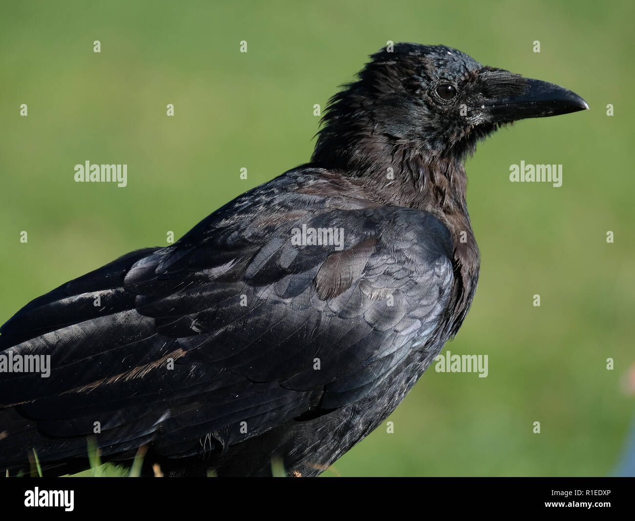 A crow is a bird of the genus Corvus, or more broadly is a synonym for ...