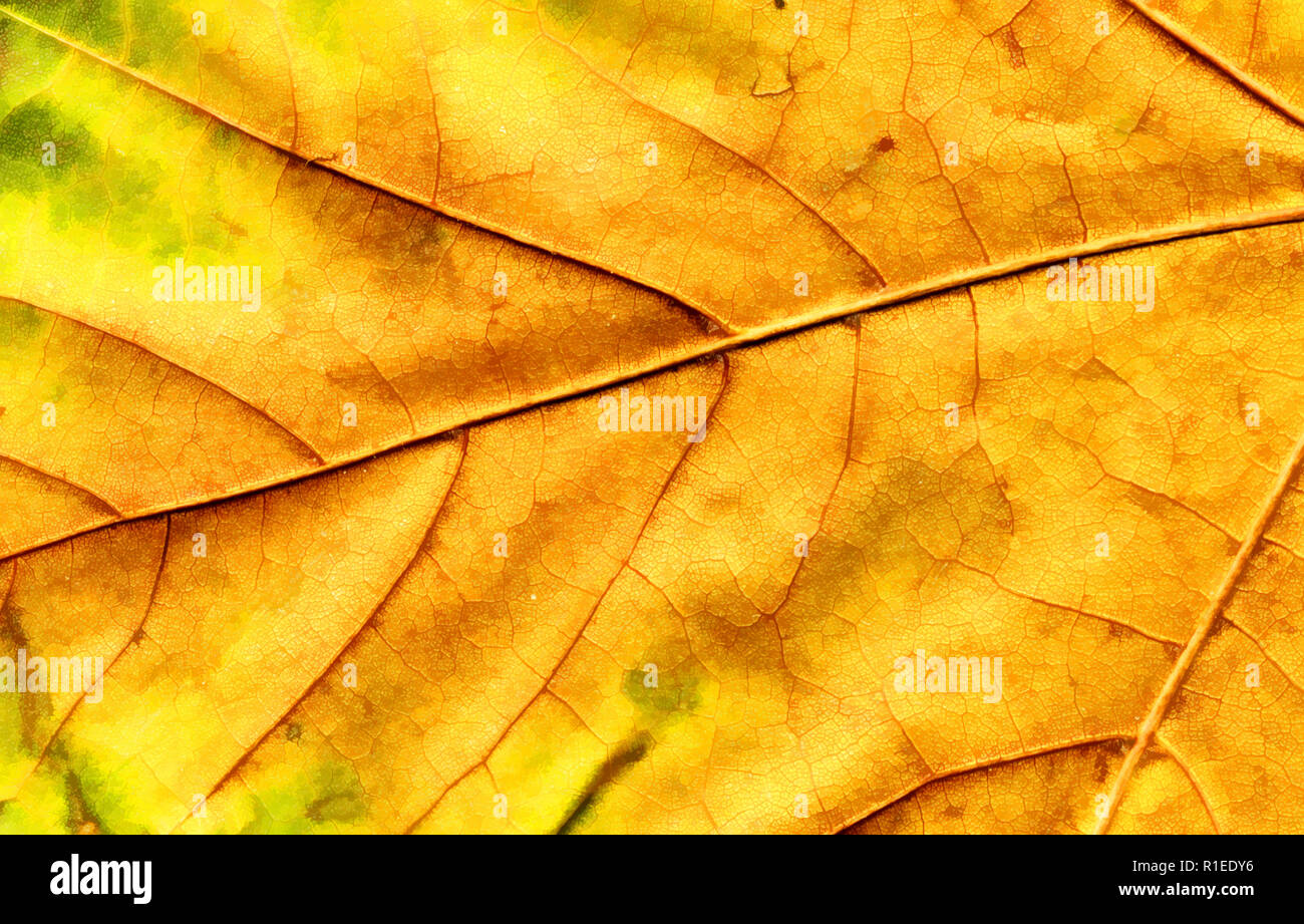 colorful autumn leaf as background Stock Photo - Alamy