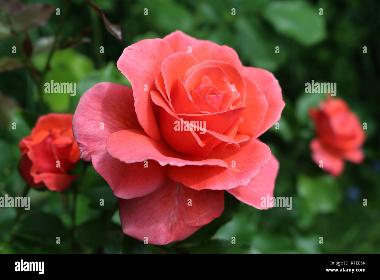 Pinky rose hi-res stock photography and images - Alamy